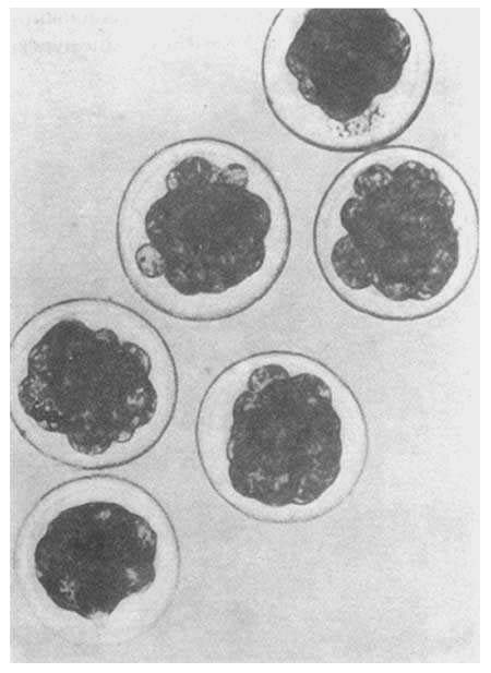 Embrio Transfer (TE), bag 2. - Mydokterhewan