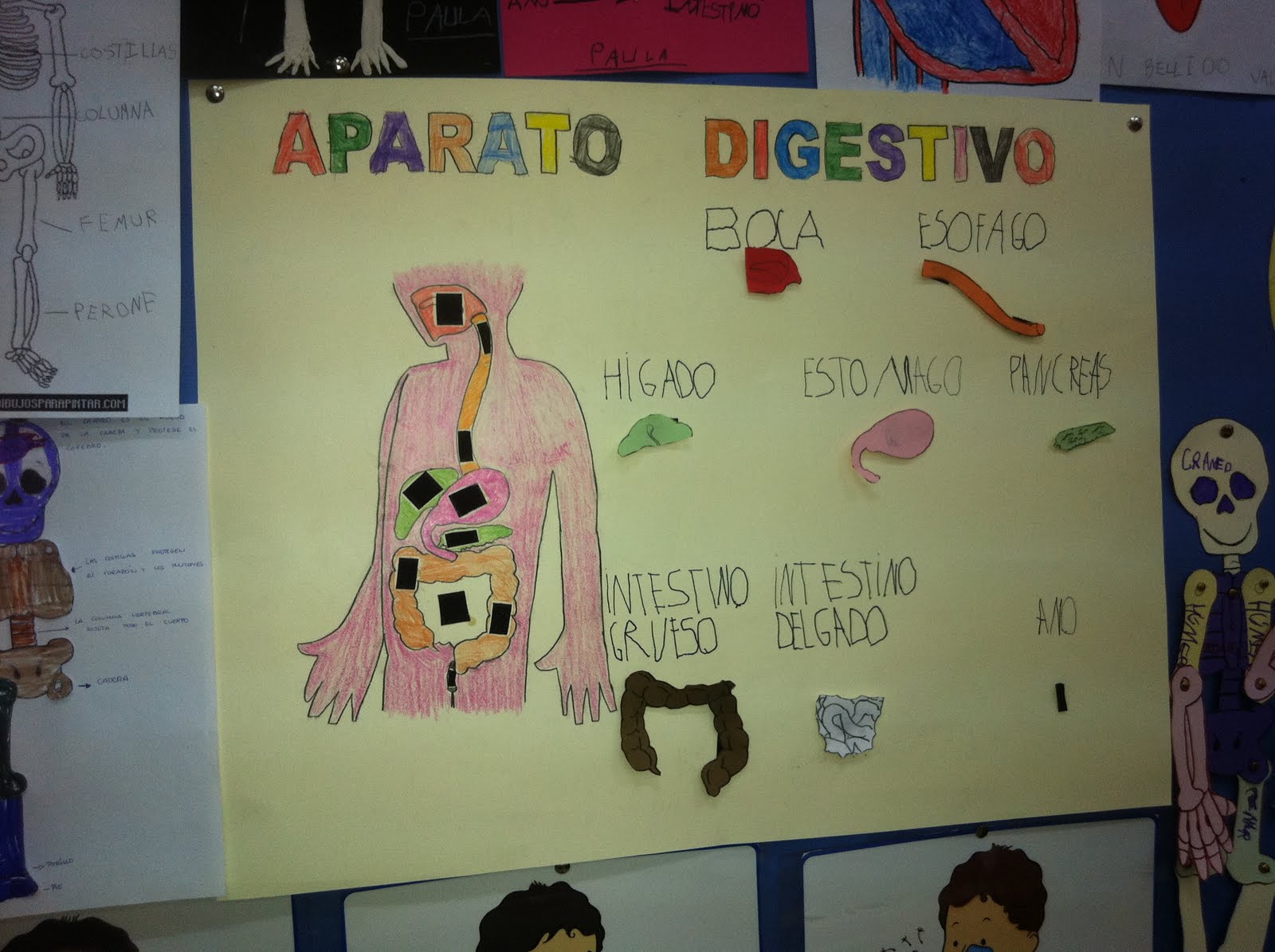 CEIP EL RASO 5º: PROYECTO DEL CUERPO HUMANO