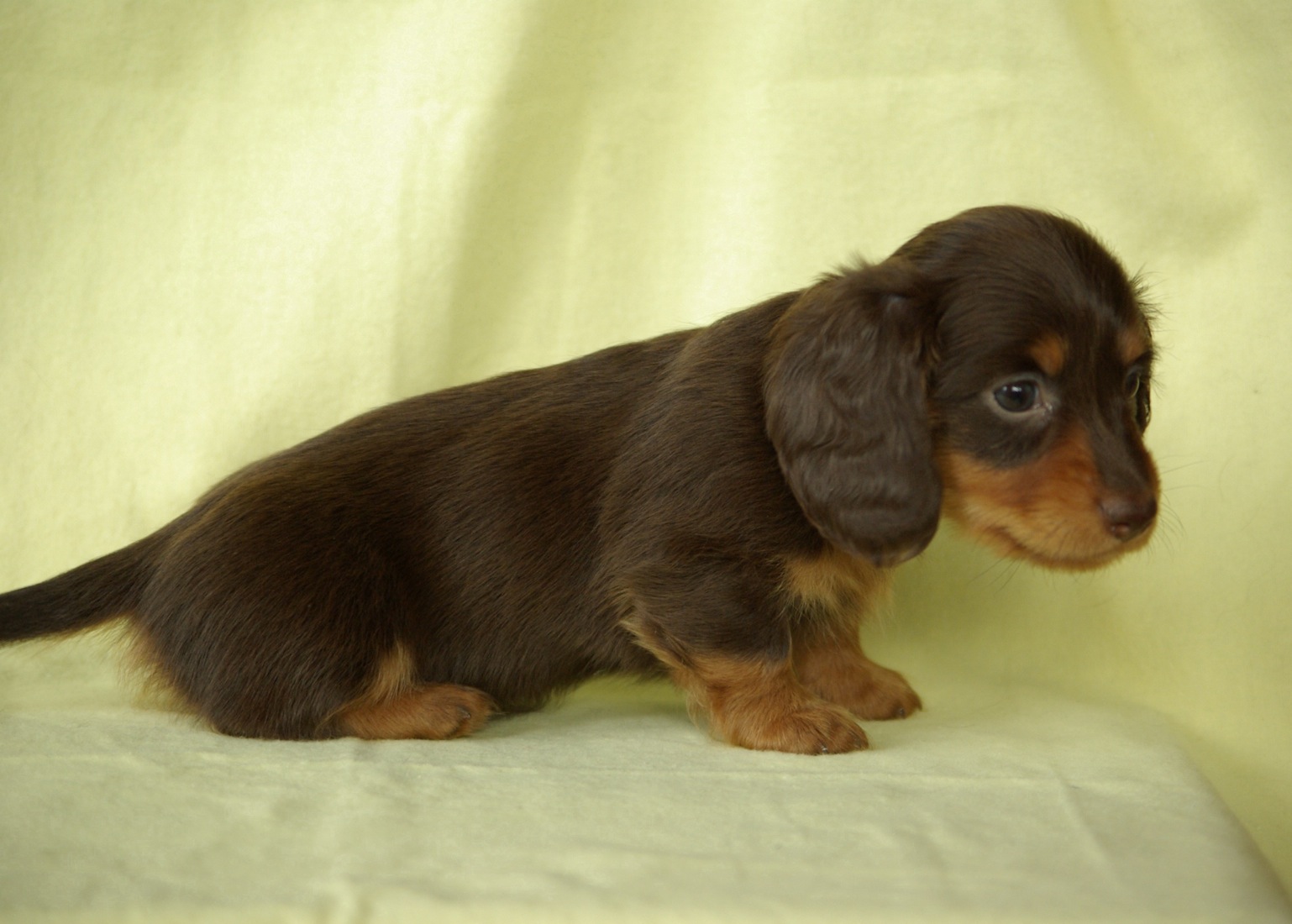Mocha ~ Reevesdachs Miniature Dachshunds