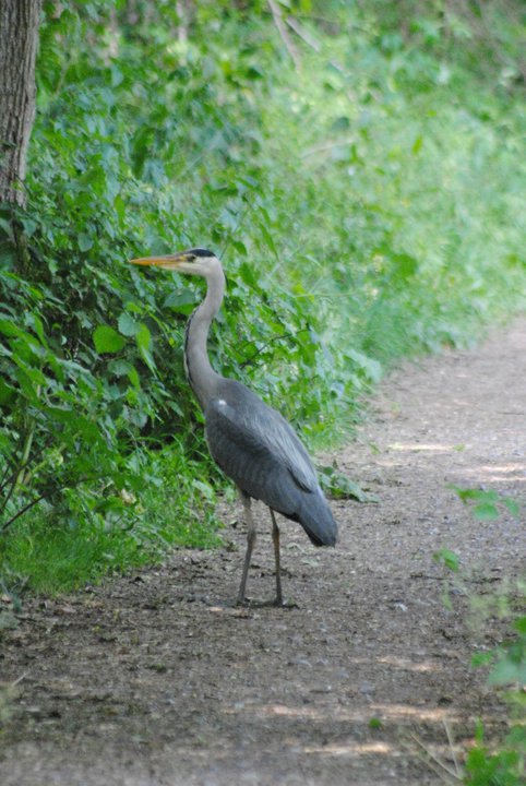 Walksalot: Basingstoke Canal - Greywell (lock 30) to Barley Mow Bridge ...