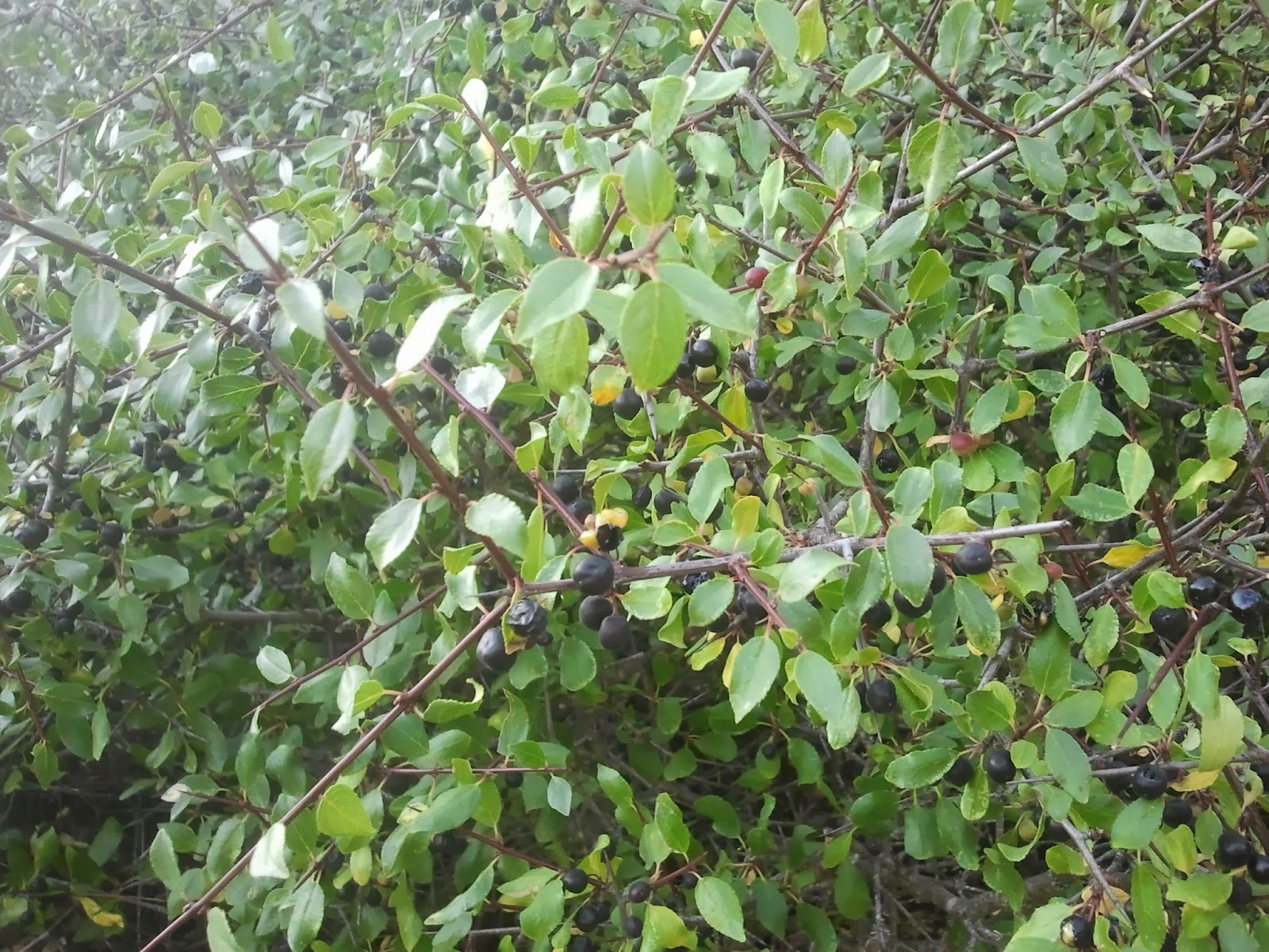 PLANTAR CIENTOS DE ARBOLES: ENDRINO, prunus spinosa