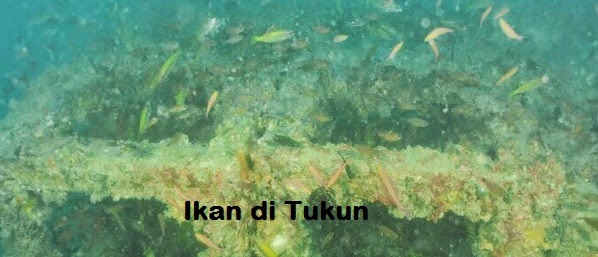 Anim Agro Technology: TUKUN TIRUAN