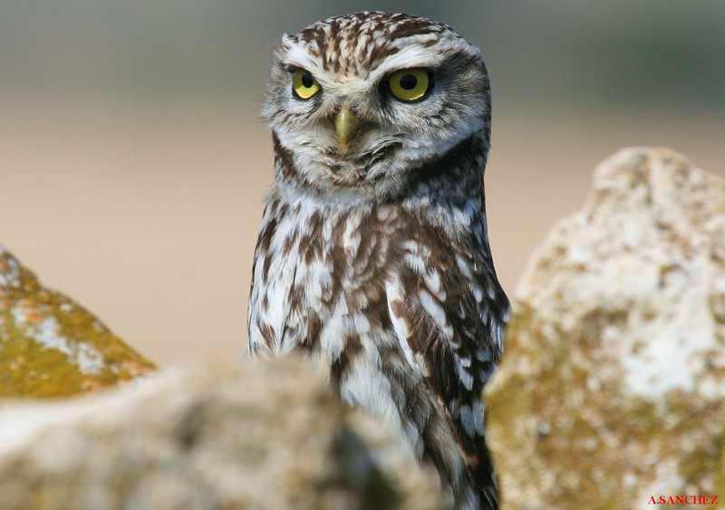 Aves de Aragón : Mochuelo