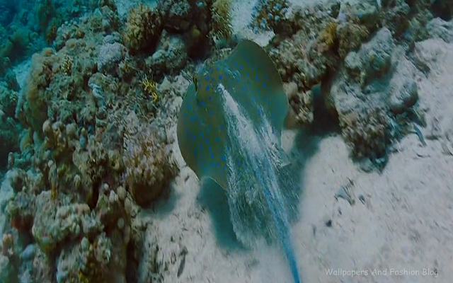 Wallpapers From Spain : Bollywood Movie " zindagi na milegi dobara ...