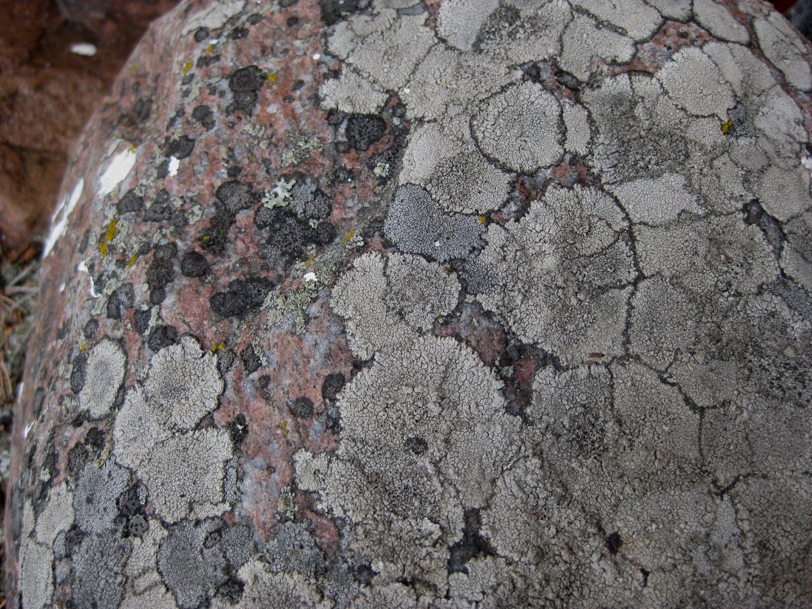 pieni ihminen, suuri elämä: Kivellä on sydän