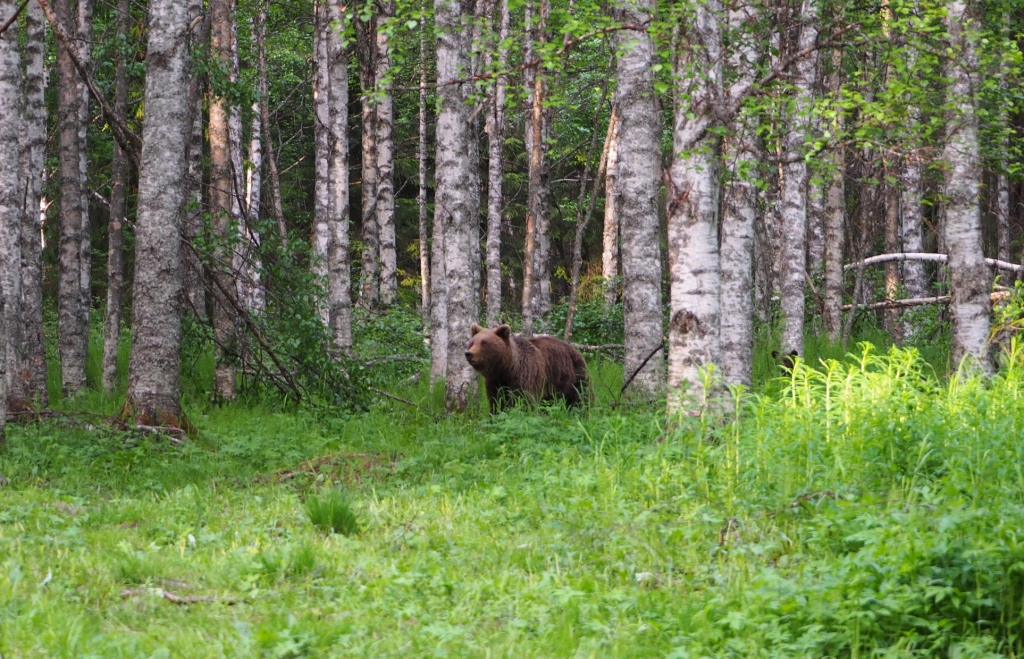 [FOTOREPORTAGE] DE BRUINE BEREN VAN DE FINSE TAIGA - DICHTBIJ & VER WEG