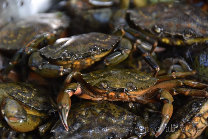 Green Crab Cafe: How to Prepare Hard-Shell Green Crabs