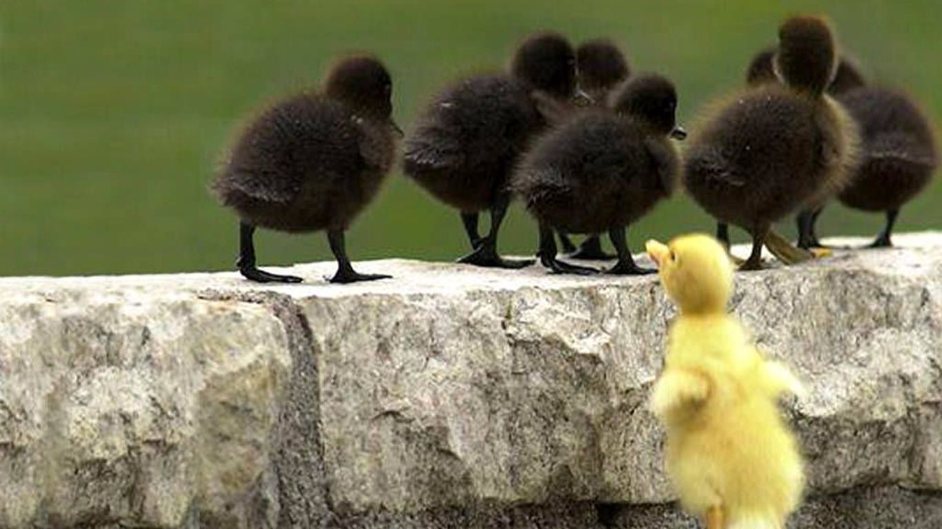 Syed Hilmi PHOTOGRAPHY: Itik Comel