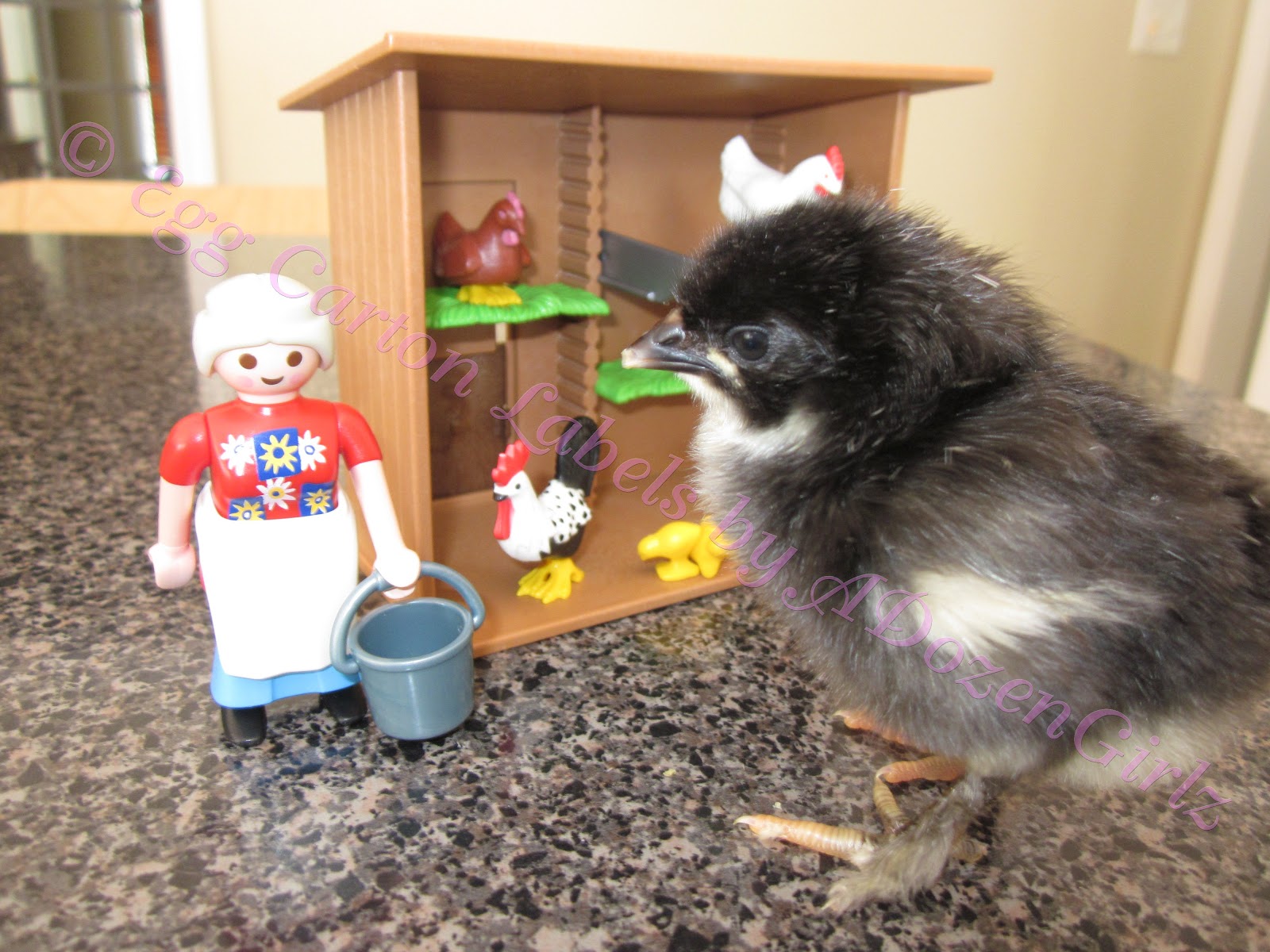 Self Reliant Network: Baby Chick Basics. What you need to know to get ...