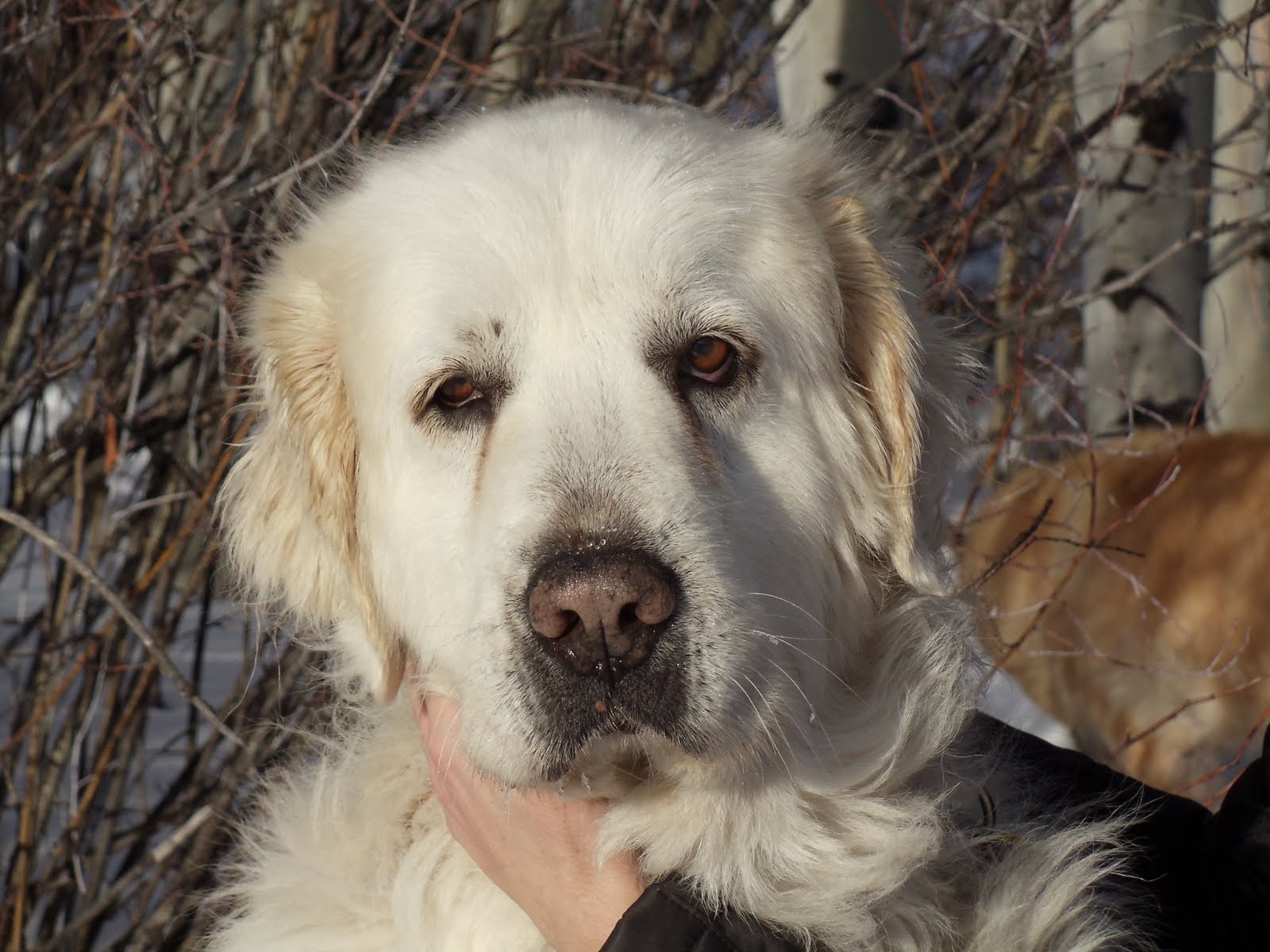 Colorado Great Pyrenees Rescue Community: Rainbow Bridge