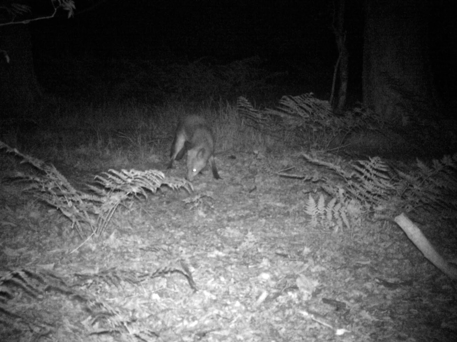 TrogTrogBlog: Night-time trail camera - Fox