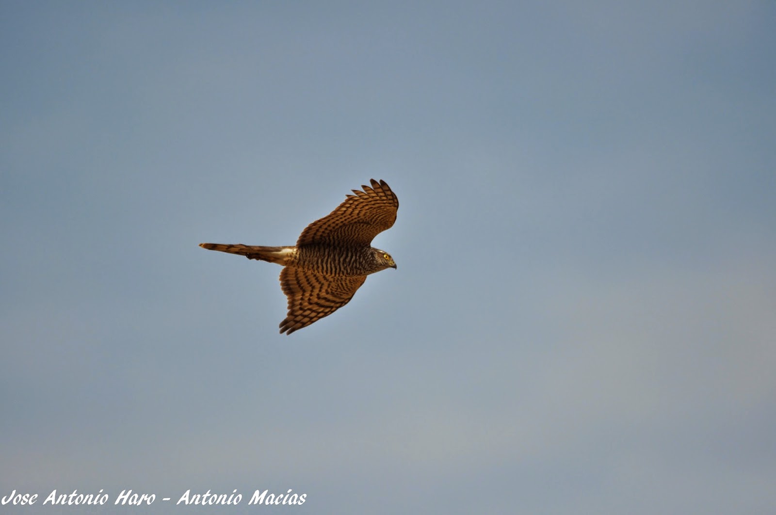 Nos Vamos a Campear: El Gavilán