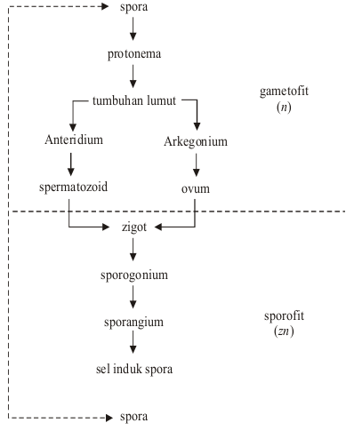 Pengertian dan Penjelasan Tumbuhan Lumut (Bryophyta) | Ilmu Sains