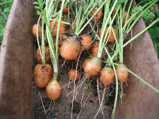 Cold Hands Warm Earth: Paris Market Atlas Carrots