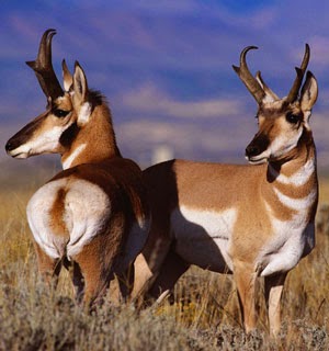TURISMO IN CANADA: PRONGHORN (antilocapra americana)