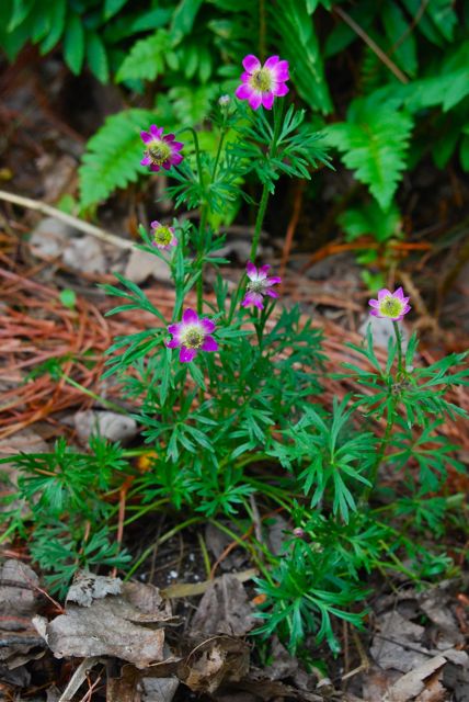 Wife, Mother, Gardener: Anemone multifida 'Annabella Deep Pink' ('Rubra')