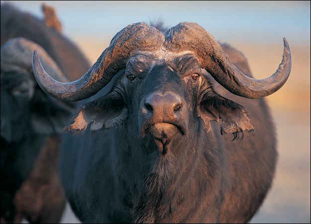 WILD LIFE: African Buffalo