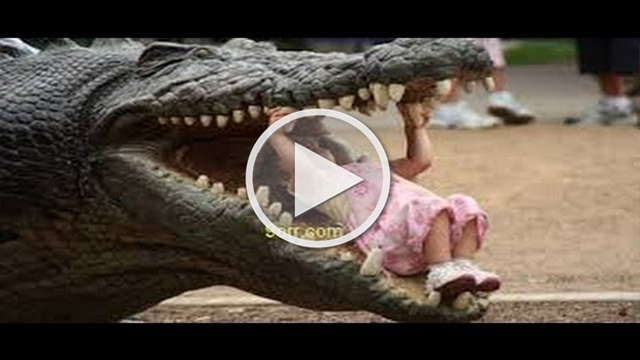 Amazing!! Crocodile Attacks Lady & Swallowed Whole Caught on Video - wisdom