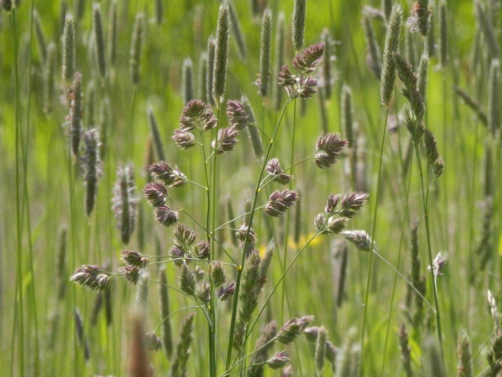 natuurrondleiding door een IVN-Natuurgids: Kropaar, Reukgras, Rood ...