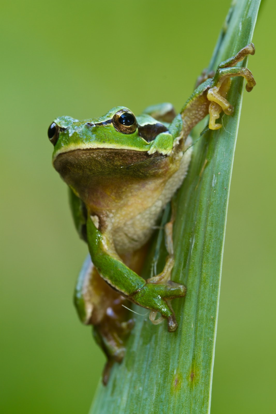 Jaime Solanas FOTOGRAFIA DE NATURALEZA: UN DIA CON LAS RANITAS