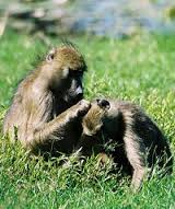 ResearchGirl: Comparing Sociality and Mating in Primates