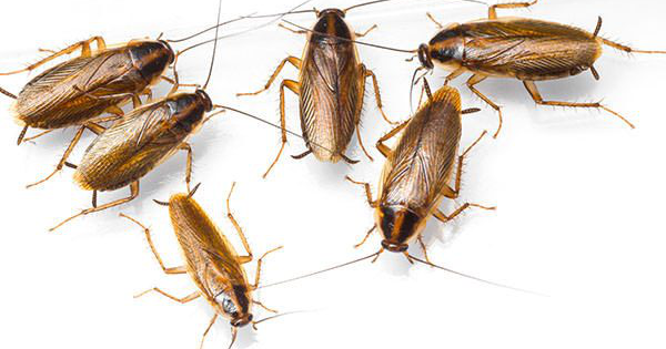 Mengenal Hama Serangga "KECOA" di sekitar Rumah Anda | FG