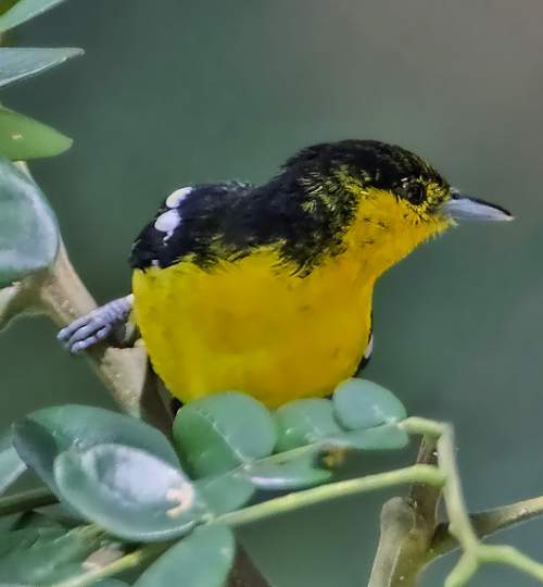 Birds of India | Bird World: August 2017