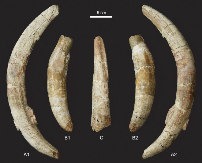 Sciency Thoughts: Rhinoceros teeth from the Early Miocene of Gansu ...