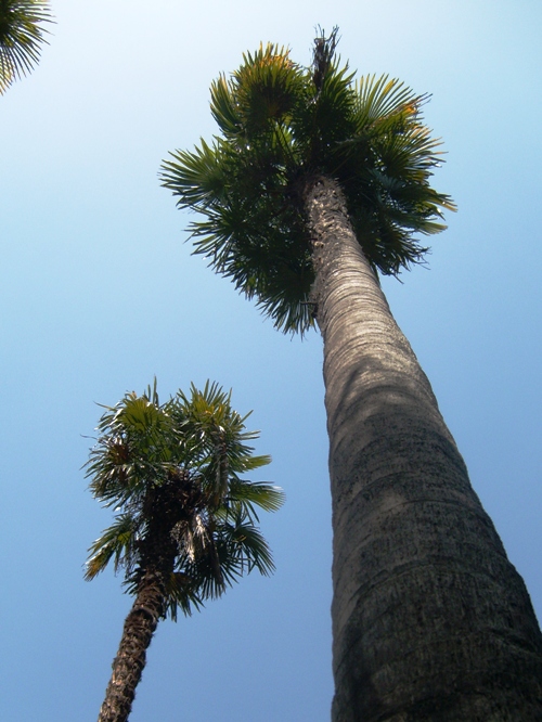 Pálmaliget blog: Trachycarpus takil – true or false?