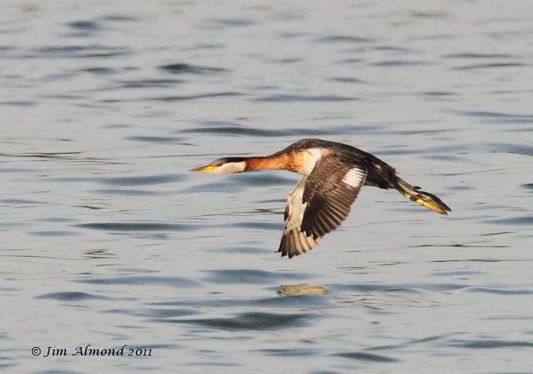 Shropshire Birder: Gailey - Red-necked Grebe