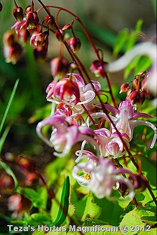 Thursday Garden Review: The Genus Epimedium | Teza's Hortus Magnificum