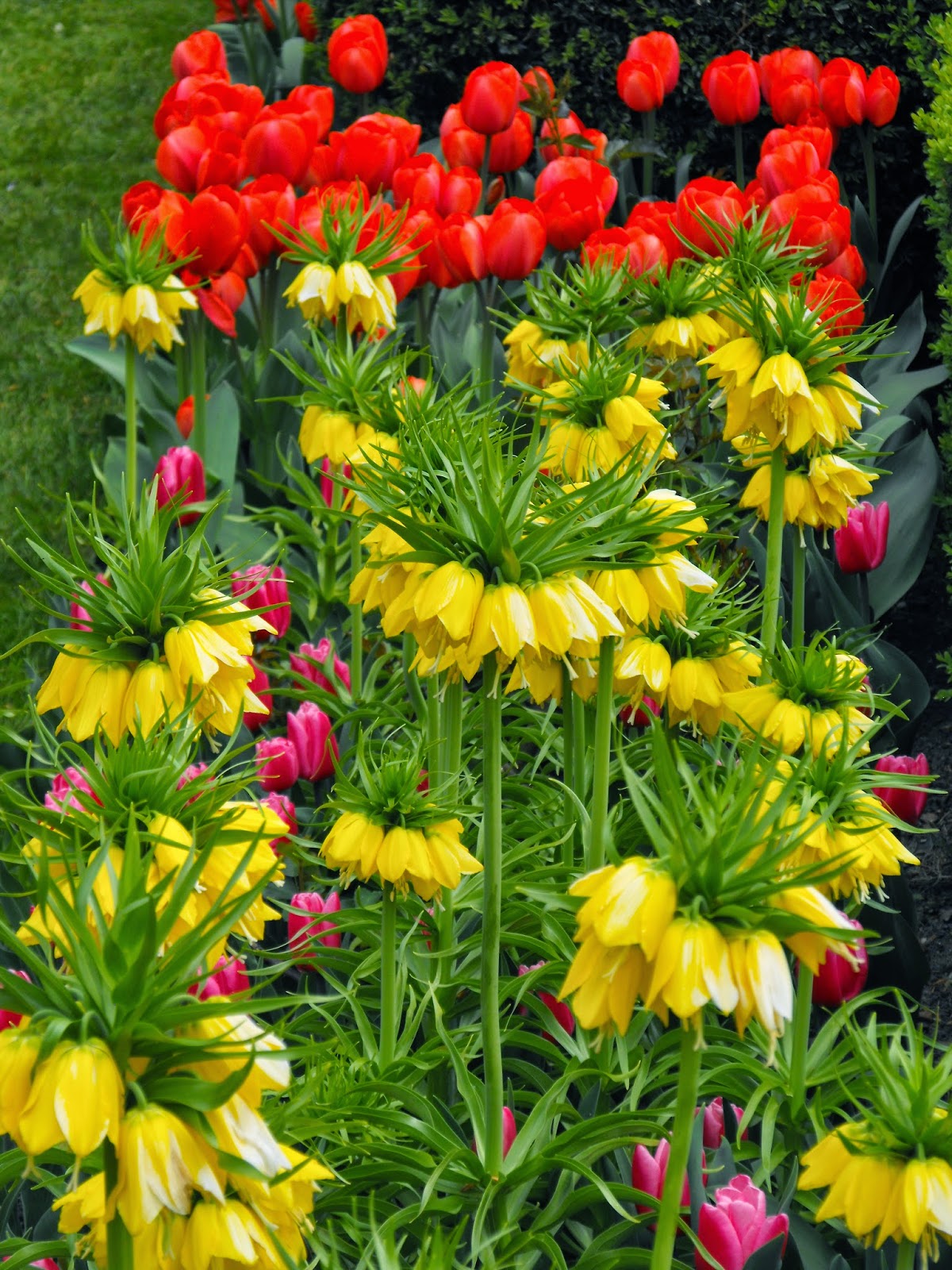 Flora and Fauna - Plants and Critters: Genus Fritillaria