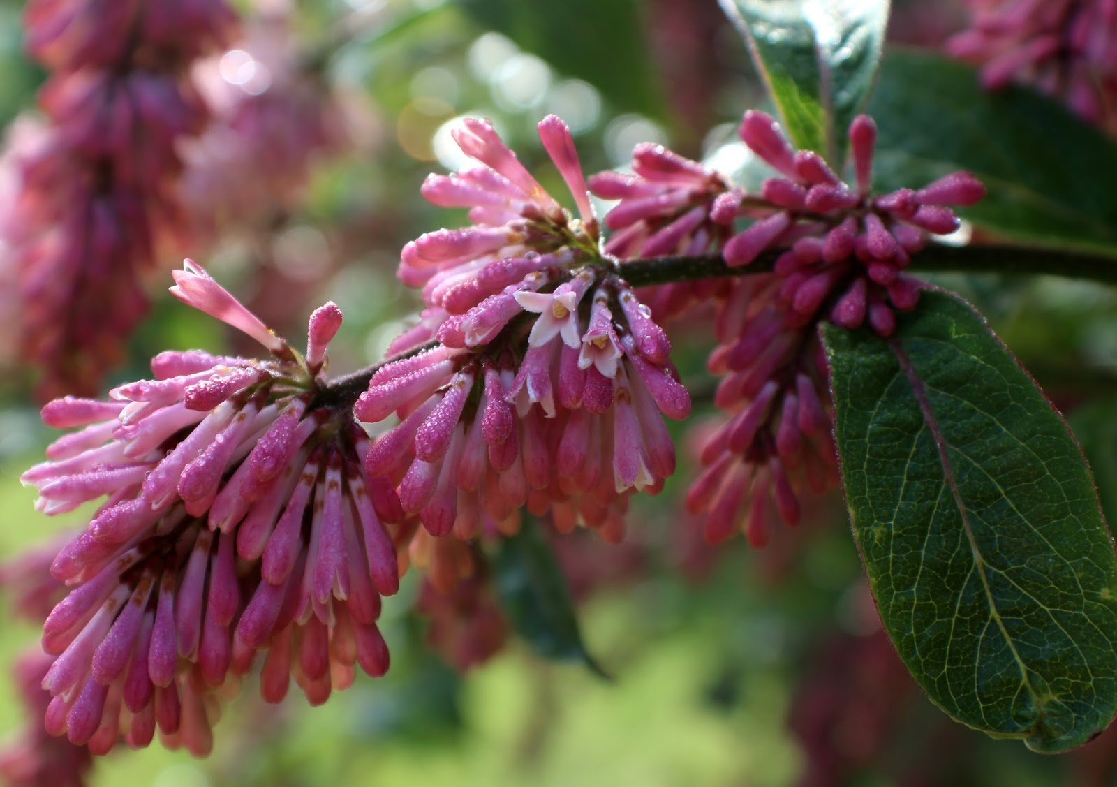 MIN NATUR: Syringa reflexa