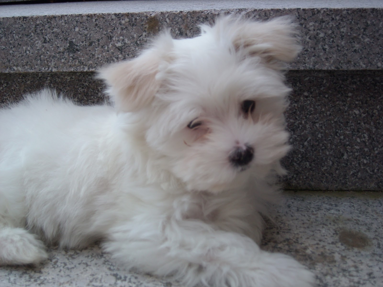 Le Avventure Di Bijou: La Razza Maltese