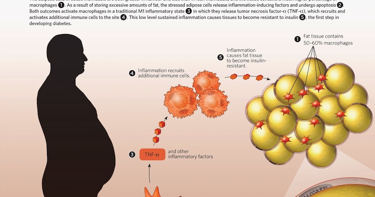 PORQUE A OBESIDADE ABDOMINAL É MAIS GRAVE QUE A OBESIDADE PERIFÉRICA SE ...