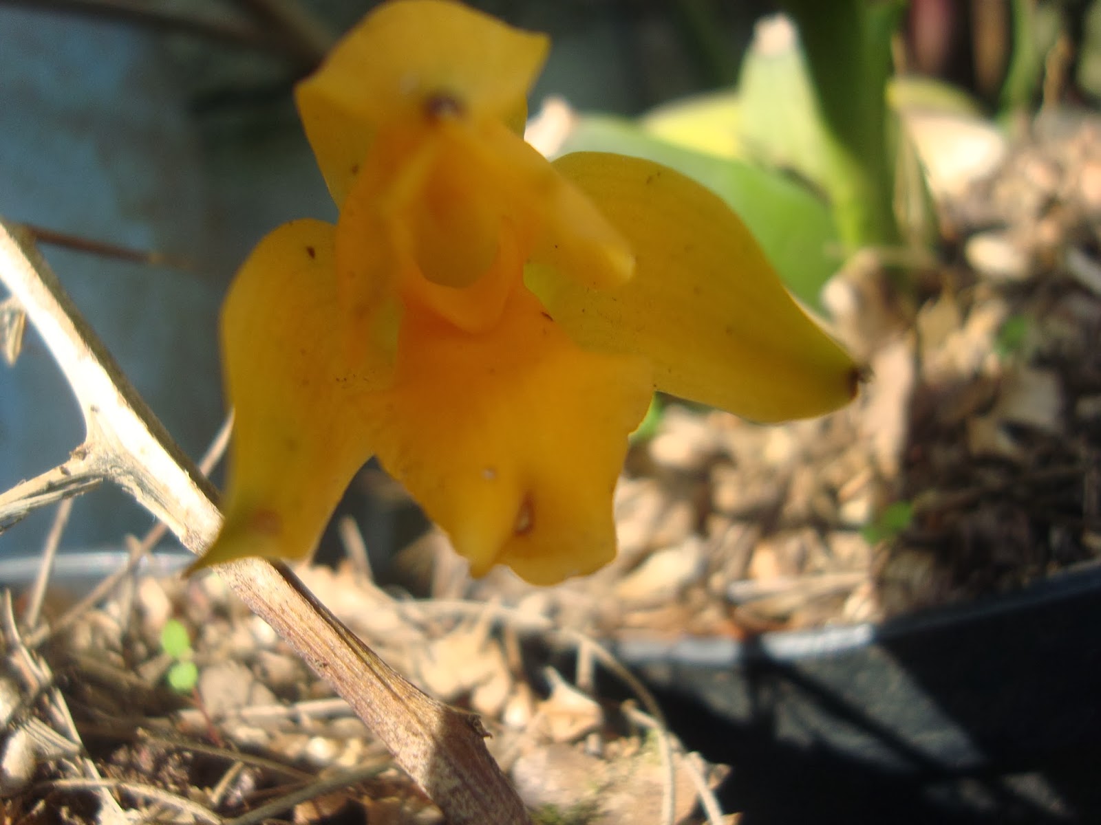 Orquídeas HElid: Lycaste Aromatica
