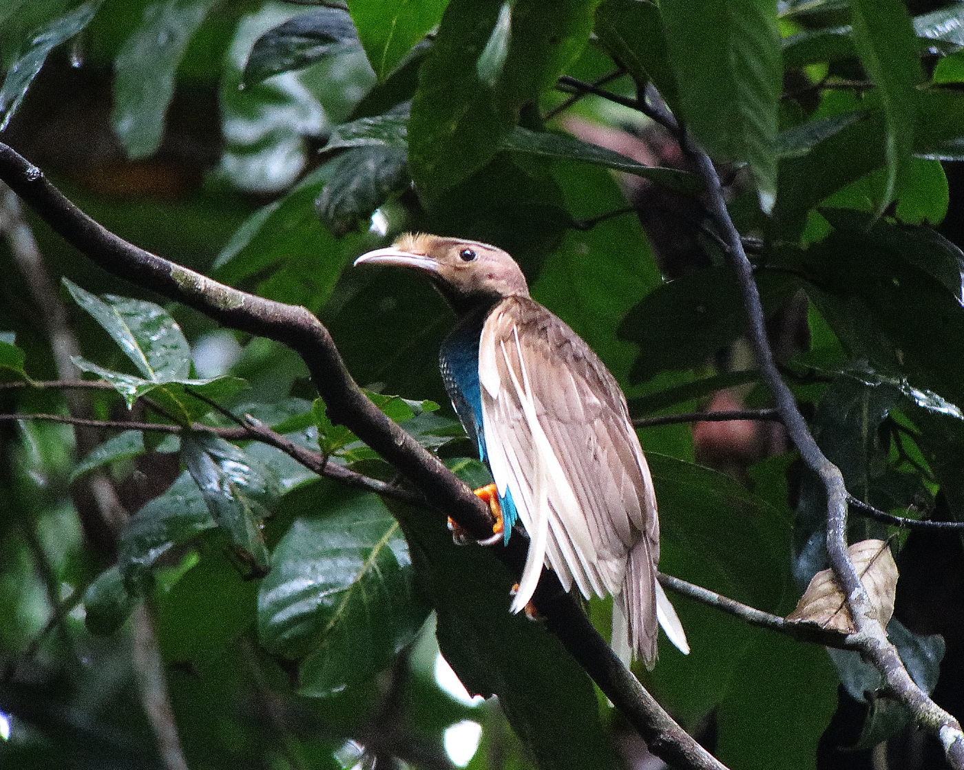 Normanby Nature: Wallace's Standardwing