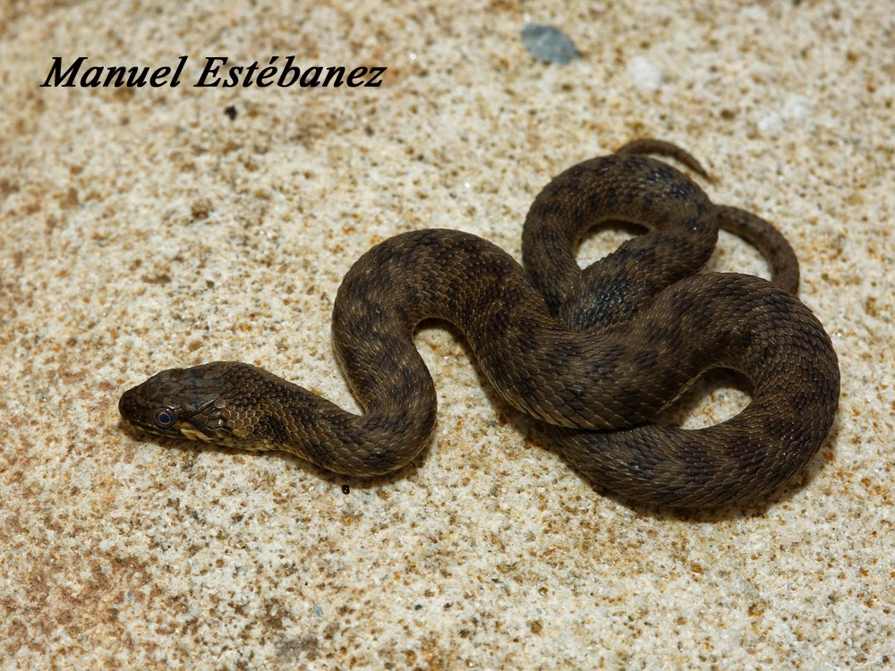 Miradas Cantábricas: Culebra viperina (Natrix maura)