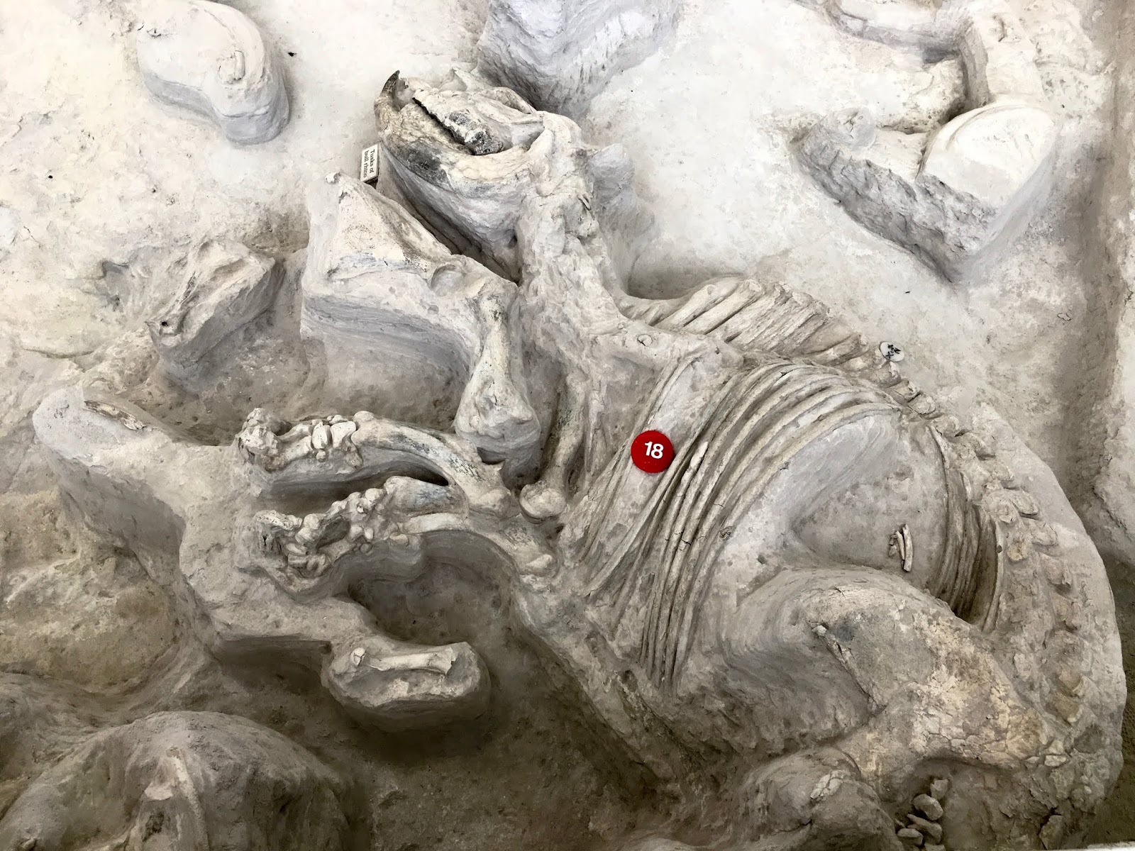 Wandering w/ Serenity: Ashfall Fossil Beds