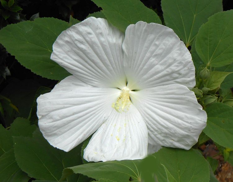 My Virtual Garden 2: Chihuly in Atlanta II