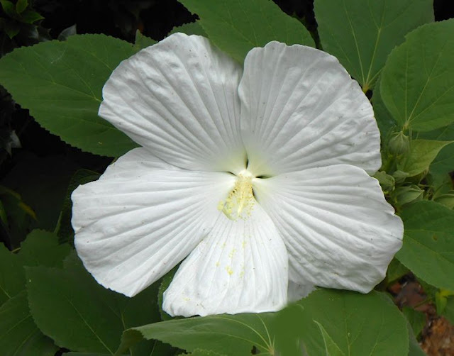 My Virtual Garden 2: Chihuly in Atlanta II