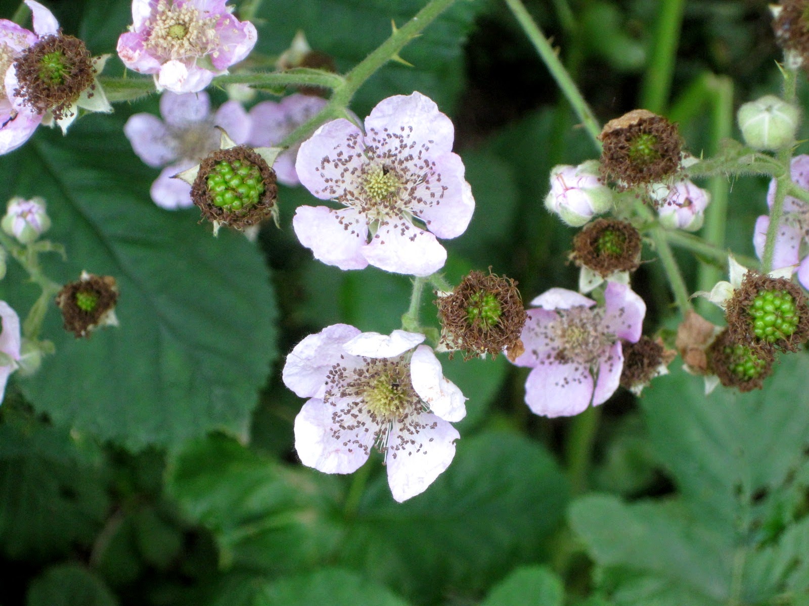 Filnore Woods Blog: Bramble flowers becoming blackberries