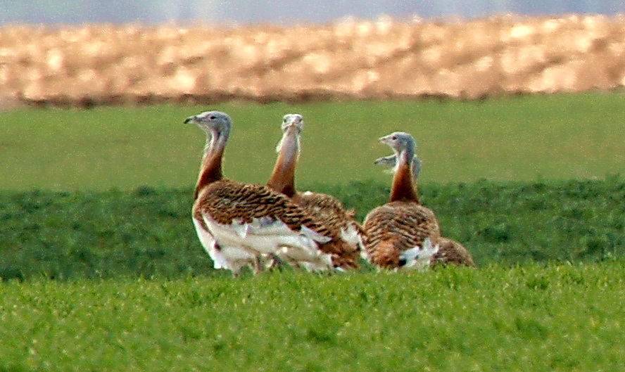 TERRITORIO NATURAL: ZEPA Tierra de Campiñas ES0000204