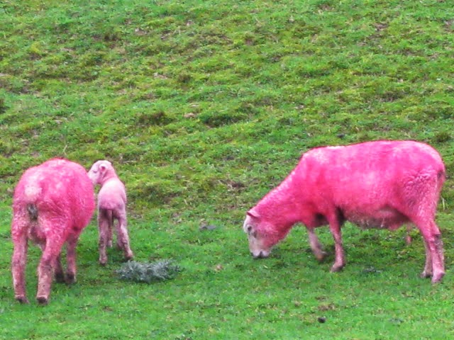 Karen's Korner: Pink Sheep
