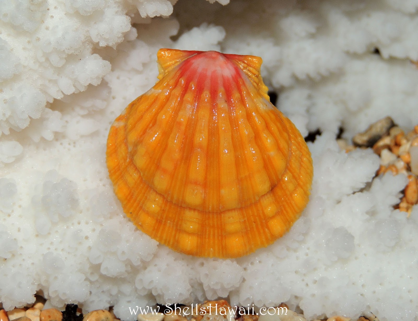 ShellsHawaii ...by Janjira: Sunrise shells/Pecten Langfordi