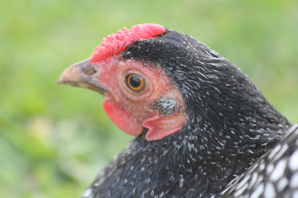 A Garden Journey: Chickens.