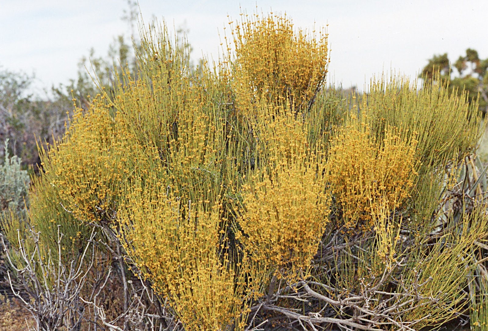 Camissonia's CA Native Plant Life List: Ephedra viridis (Green Ephedra ...