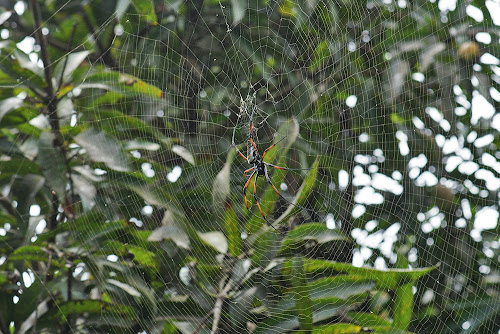 Photo Nature Lilliputienne (macrophotographies): Nephila inaurata ...
