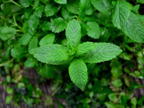 10 Raisons de cultiver de la menthe chez vous. - Hors de vos pensés