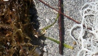 Southwest Florida Shoreline Studies: White seaweed